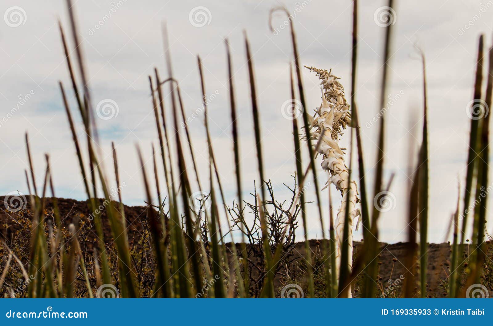 Sotol Plant With Creosote Bushes And Desert Landscape Stock Photography ...