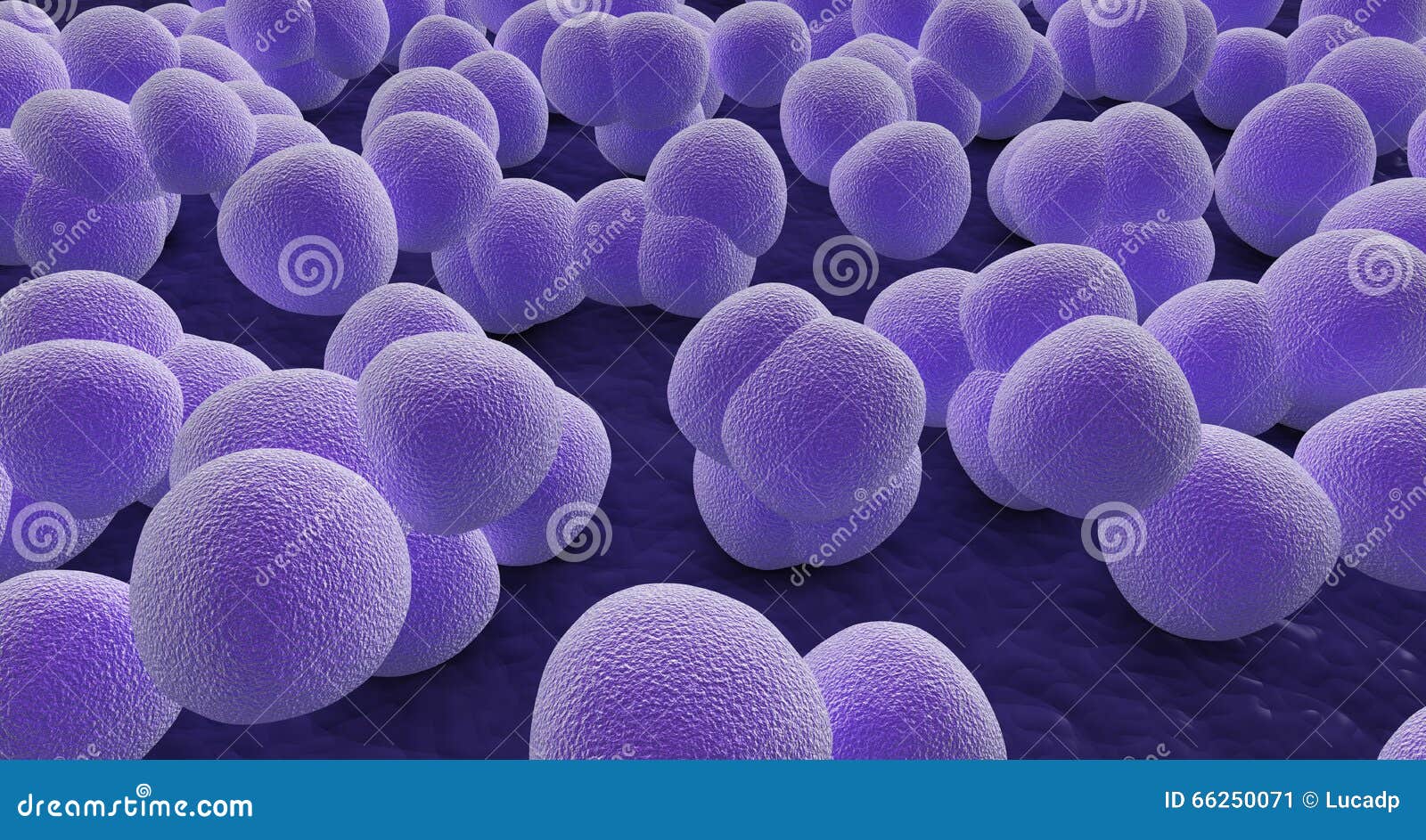Sotto Il Microscopio, Stafilococco Illustrazione di Stock ...