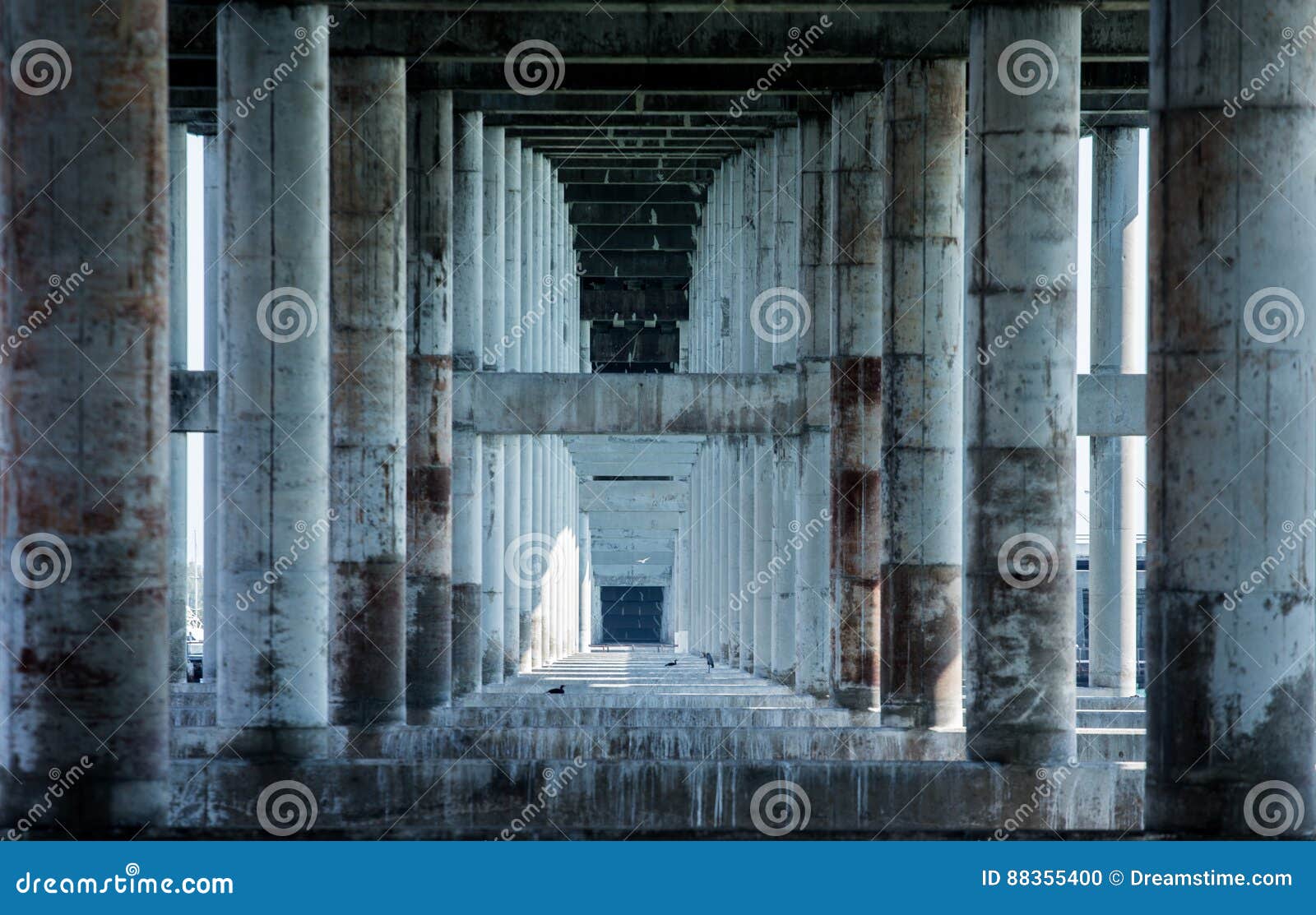 Sotto il ponte a Miami fotografia stock. Immagine di giungla - 88355400