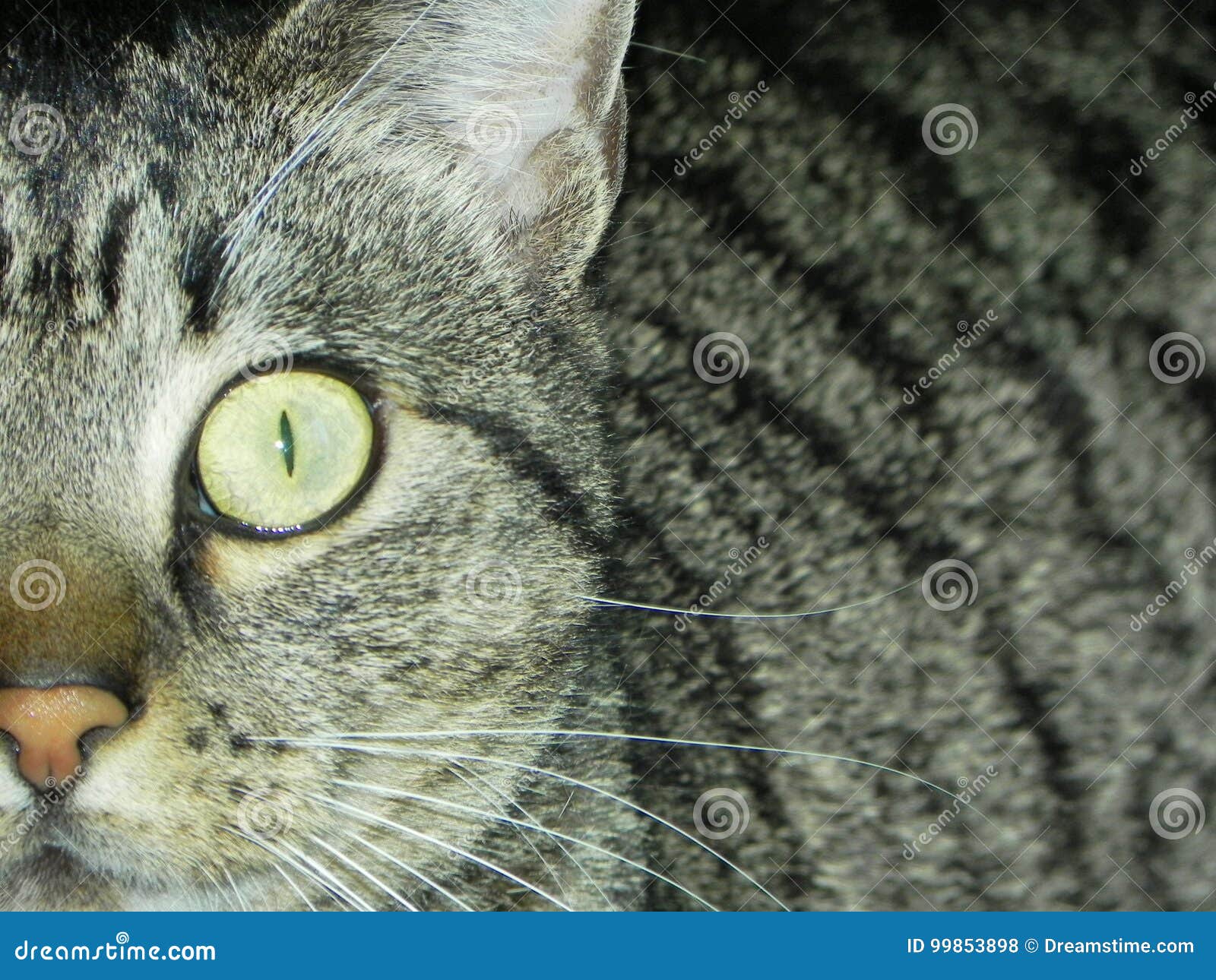 Soul Cat stock photo. Image of citycat, dazycat, soul - 99853898
