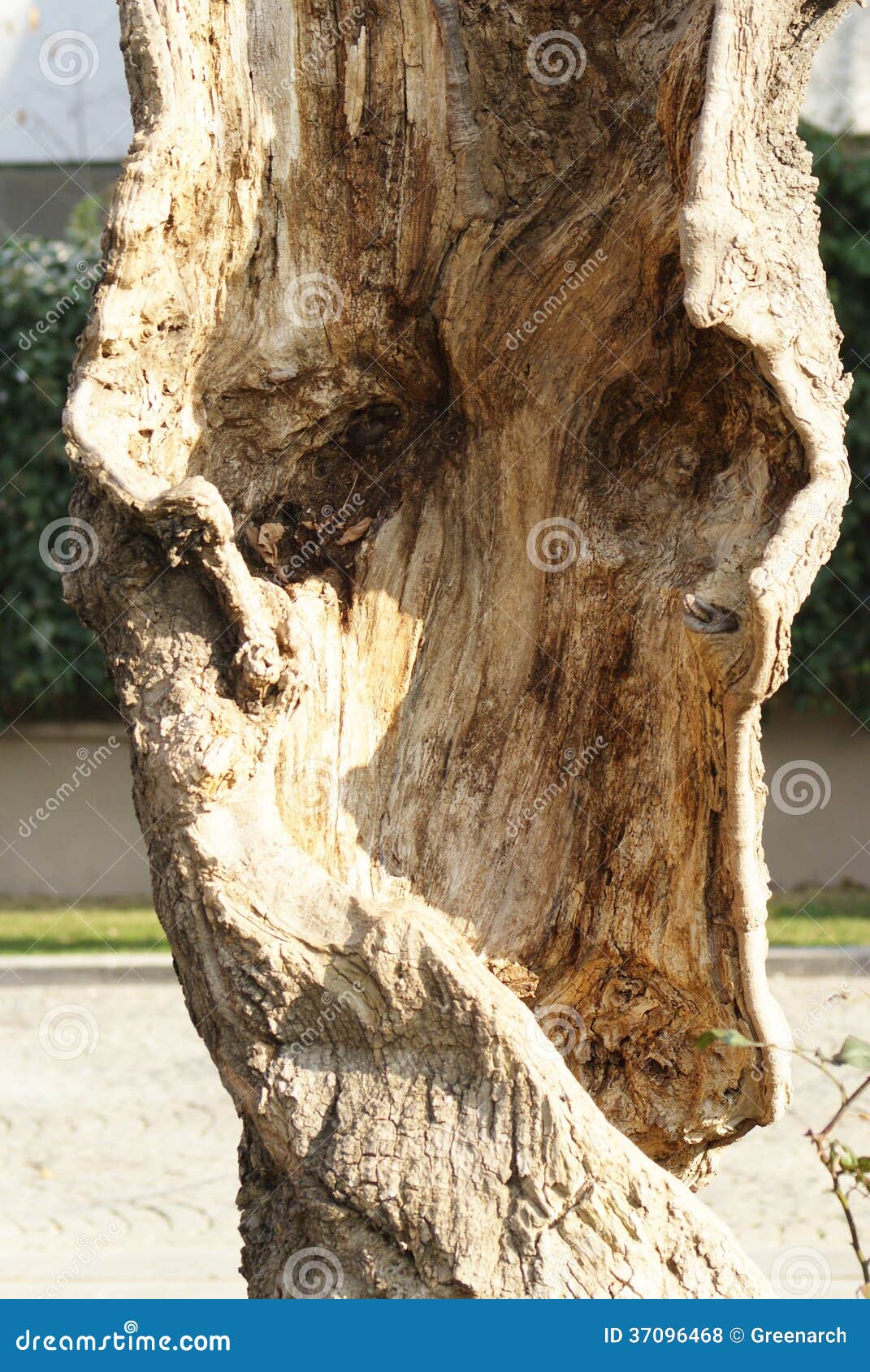 Strange tree trunk stock photo. Image of poor, alone - 37096468