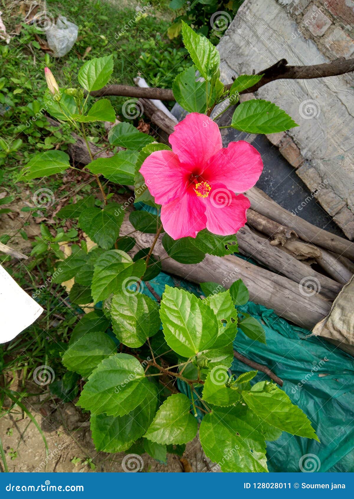 Soumen stock image. Image of world, flower, amegein - 128028011