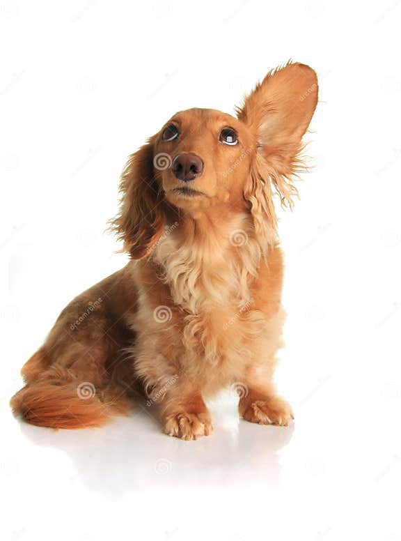 Sound dog stock image. Image of puppy, isolated, attention - 17046683