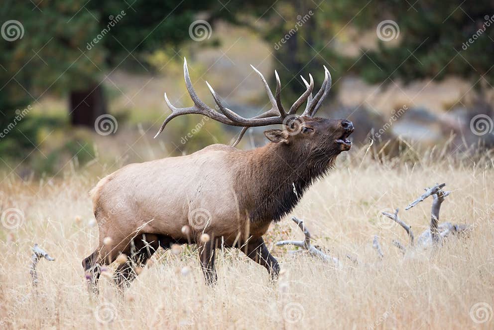 The sound of fall stock photo. Image of fall, antlers - 62434714