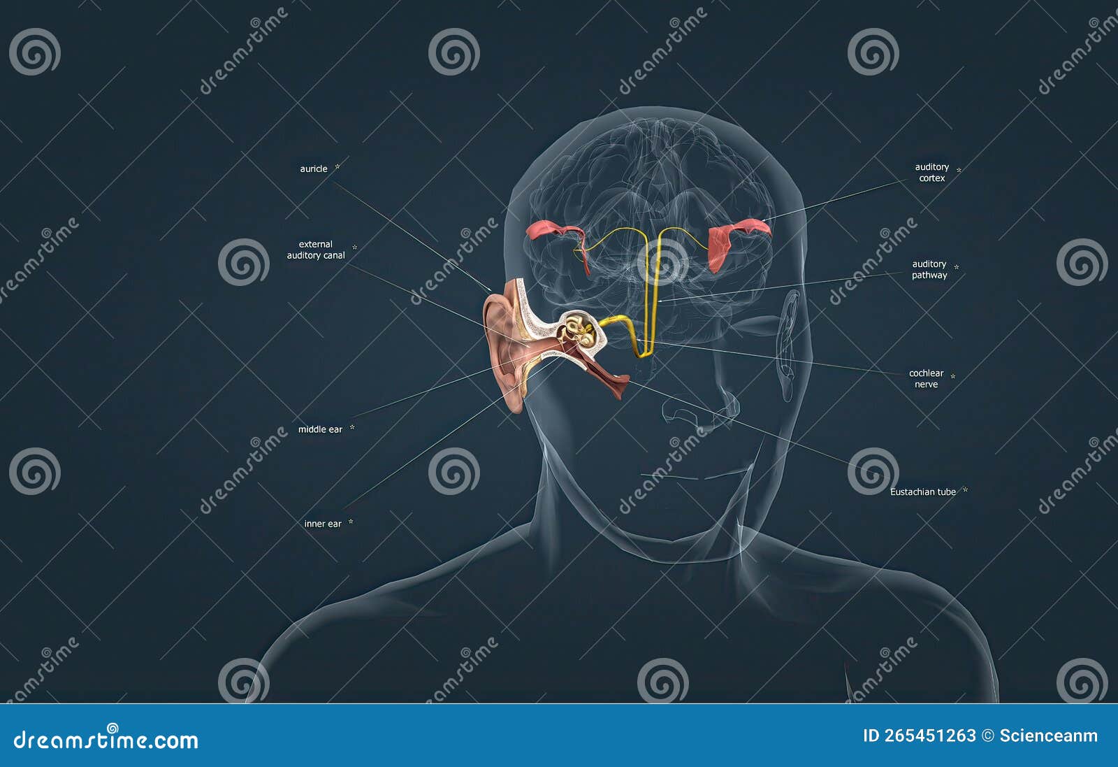 Sound Passes through the Ear and Carries Signals To the Brain Stem ... Sound Passes through the Ear and Carries Signals To the Brain Stem ...