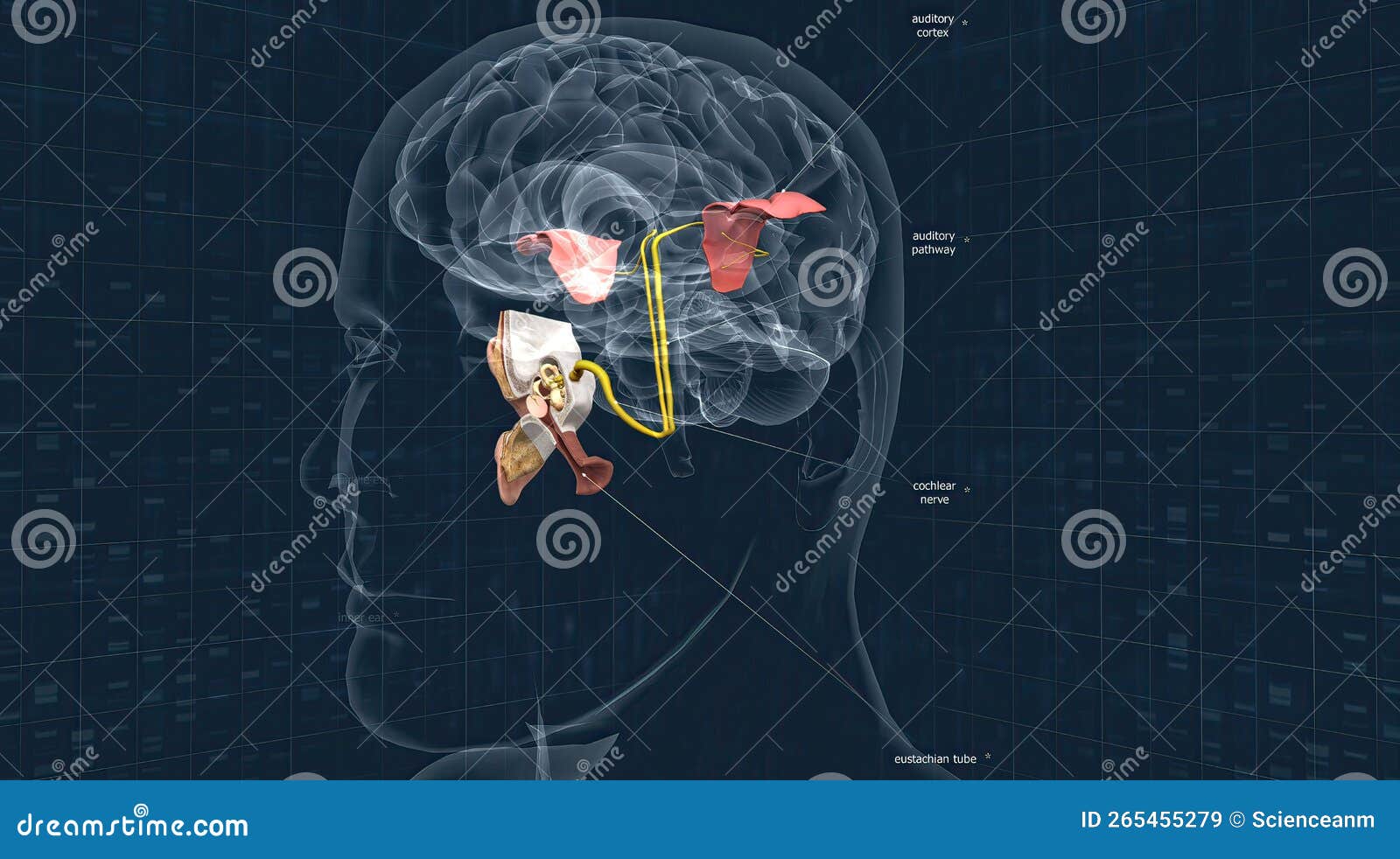 Sound Passes through the Ear and Carries Signals To the Brain Stem ... Sound Passes through the Ear and Carries Signals To the Brain Stem ...