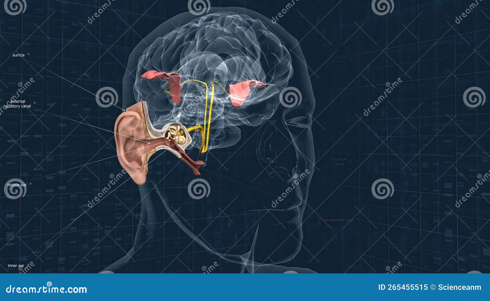 Sound Passes through the Ear and Carries Signals To the Brain Stem ... Sound Passes through the Ear and Carries Signals To the Brain Stem ...