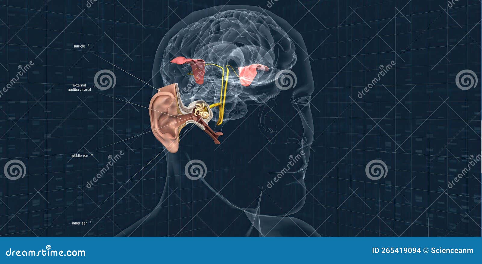 Sound Passes through the Ear and Carries Signals To the Brain Stem ... Sound Passes through the Ear and Carries Signals To the Brain Stem ...