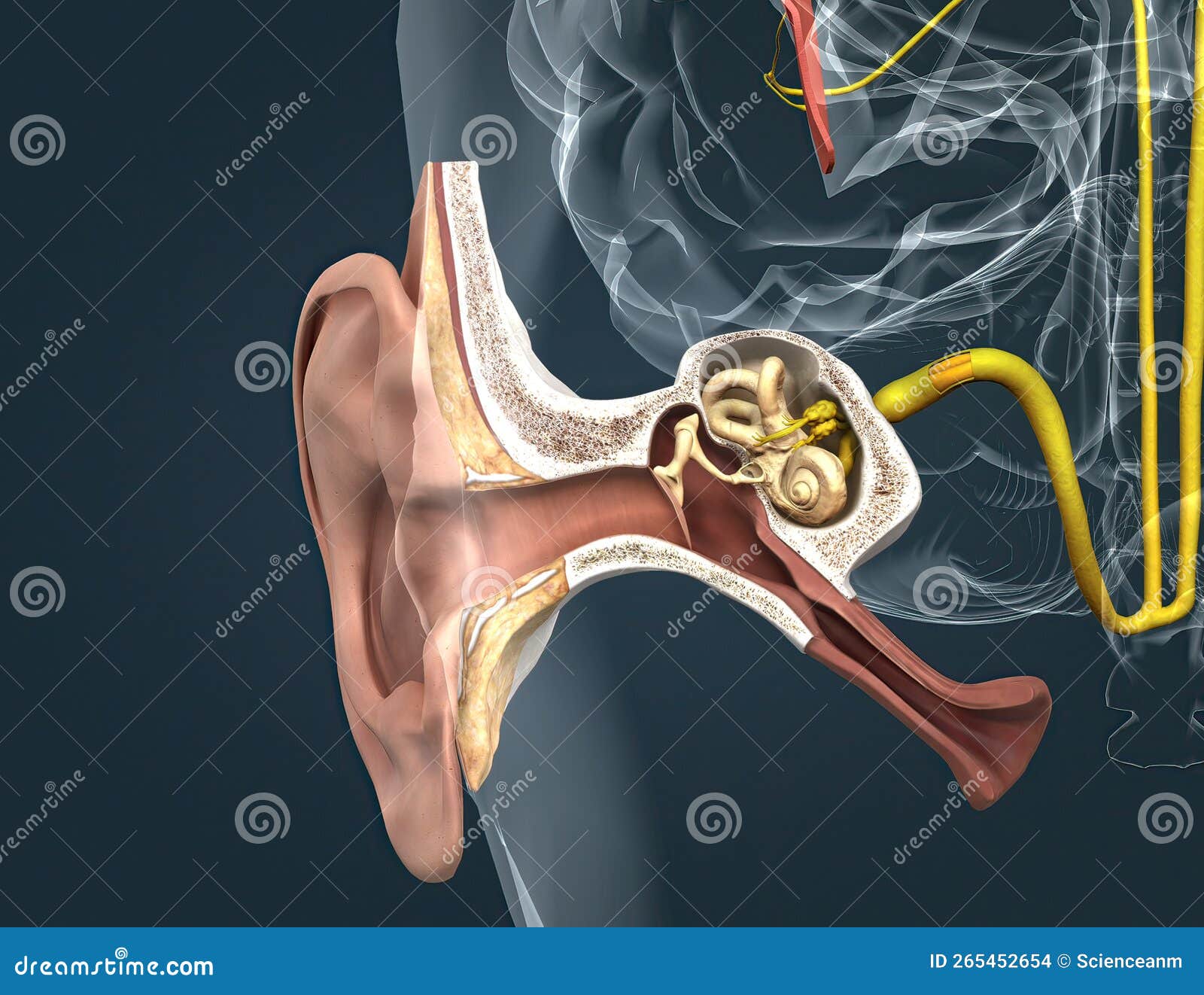 Sound Passes through the Ear and Carries Signals To the Brain Stem ... Sound Passes through the Ear and Carries Signals To the Brain Stem ...