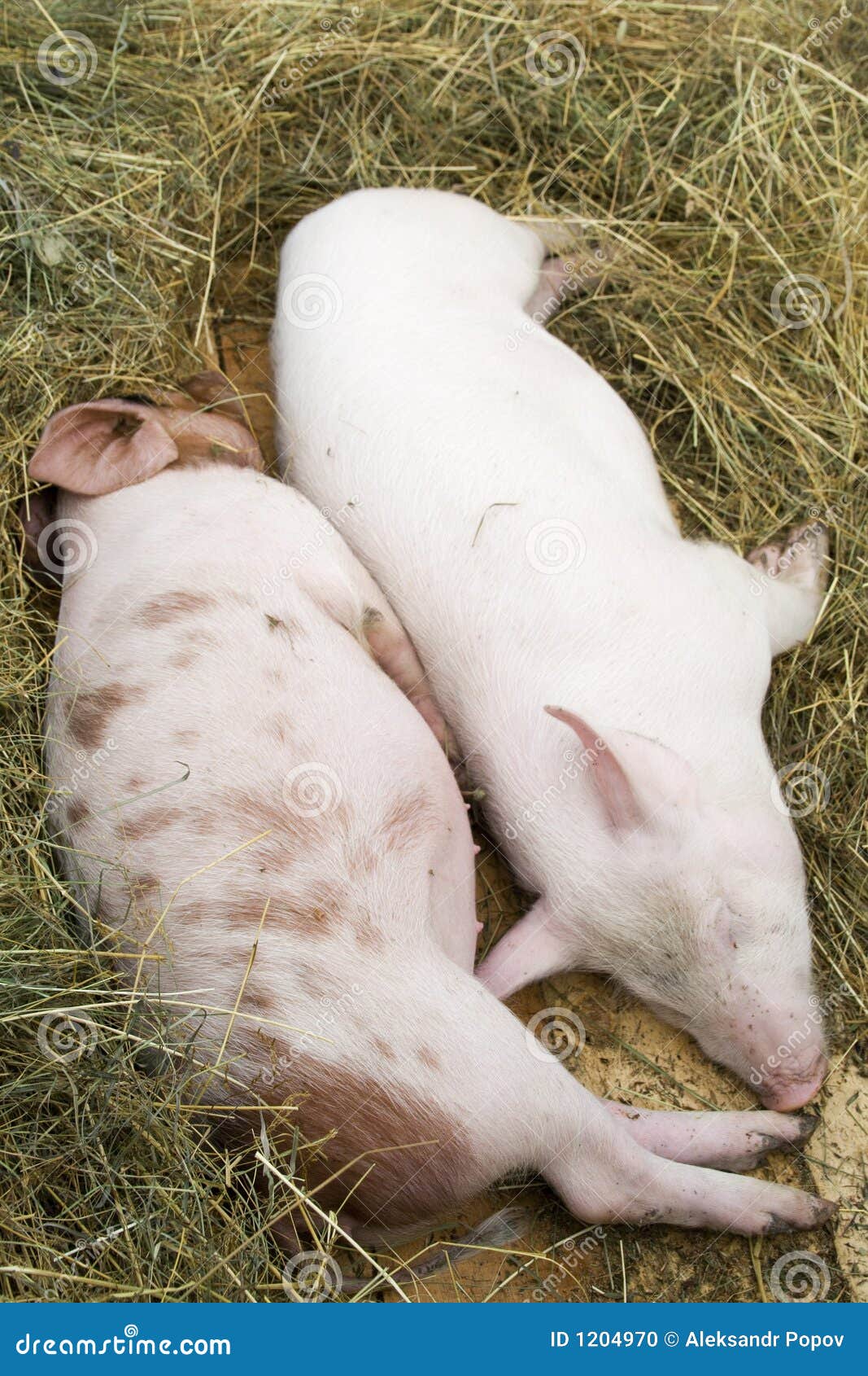 Sound sleep stock photo. Image of tranquillity, color - 1204970