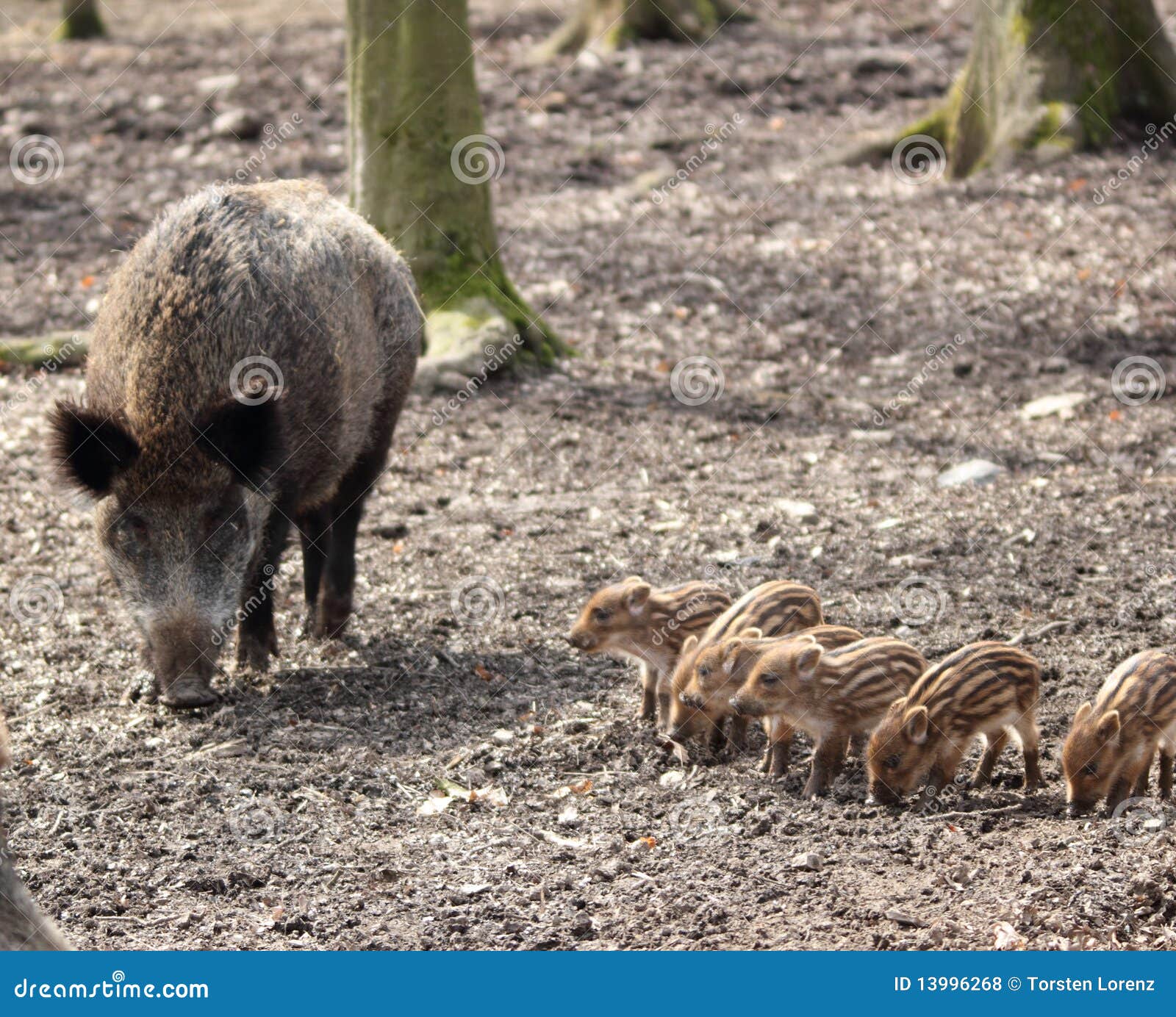 Sounder of boars stock photo. Image of wild, brown, animal - 13996268
