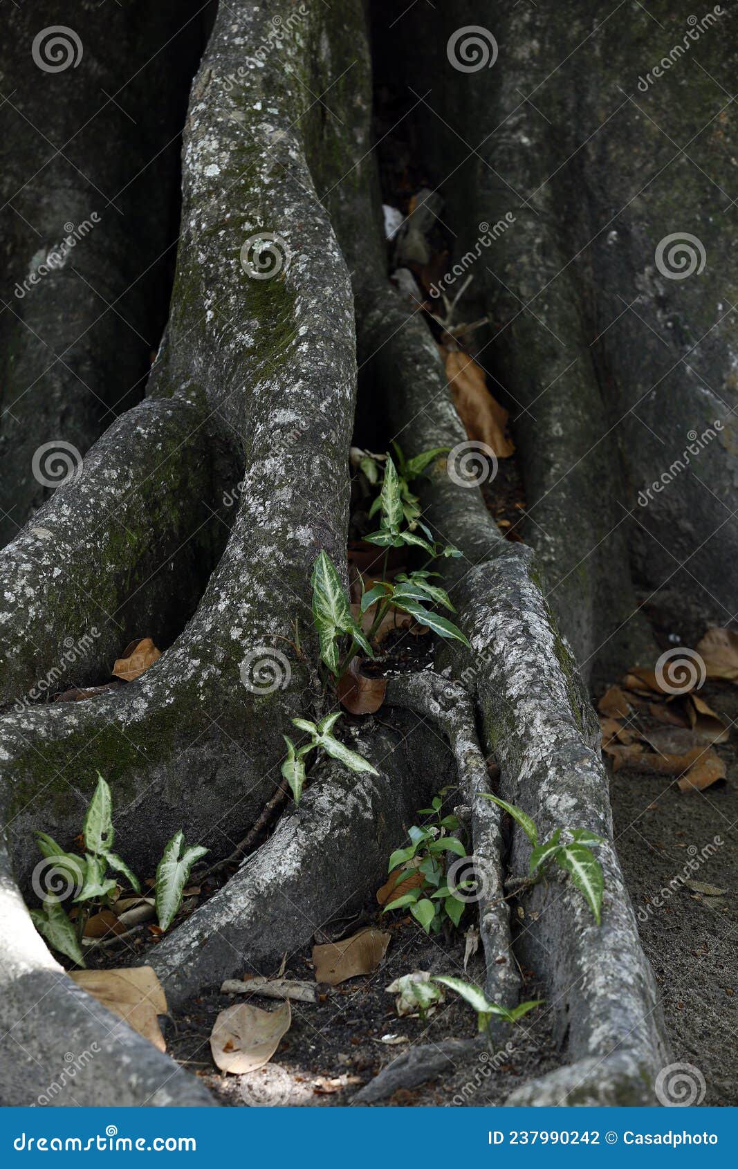 The Soundness and Safety of Tree Root Stock Photo - Image of safe ...