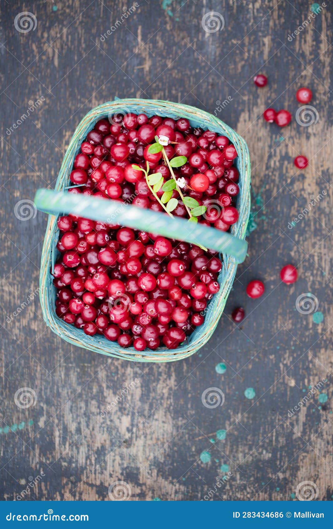 Sour Berry Cranberries in a Blue Wicker Basket on a Rustic Background ...