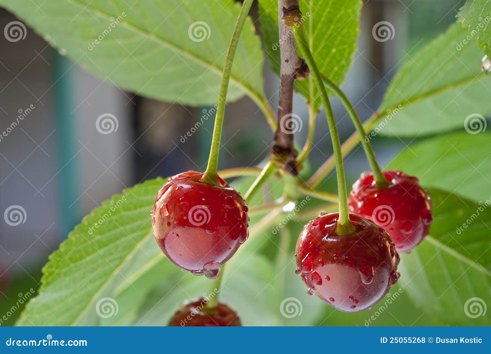 Sour cherries stock photo. Image of orchard, pill, ripe - 25055268