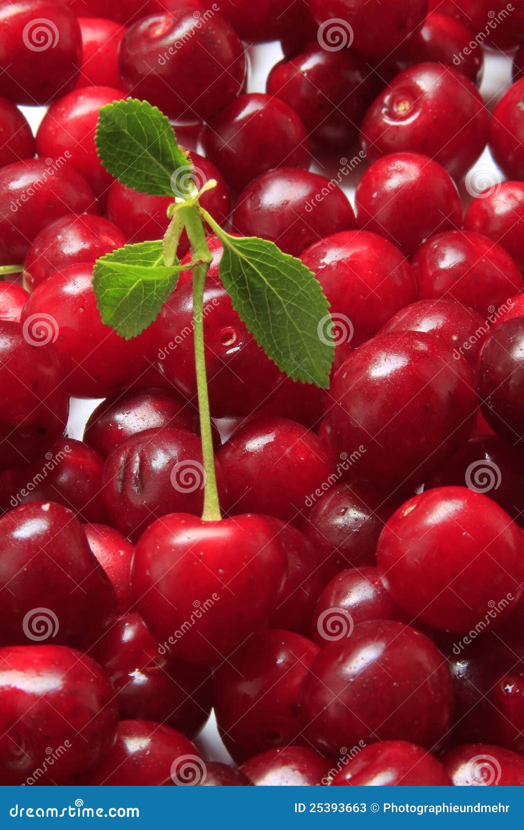 Sour cherries stock image. Image of cherries, leaf, sour - 25393663