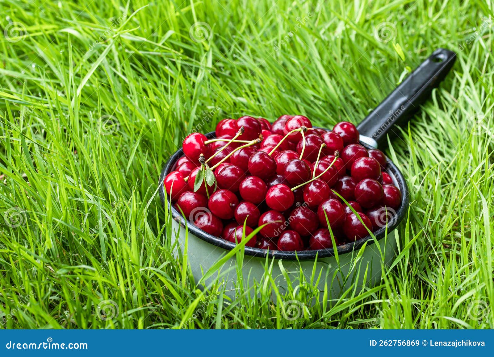 Sour Cherries in Enamelled Handled Pot on Green Grass Stock Image ...