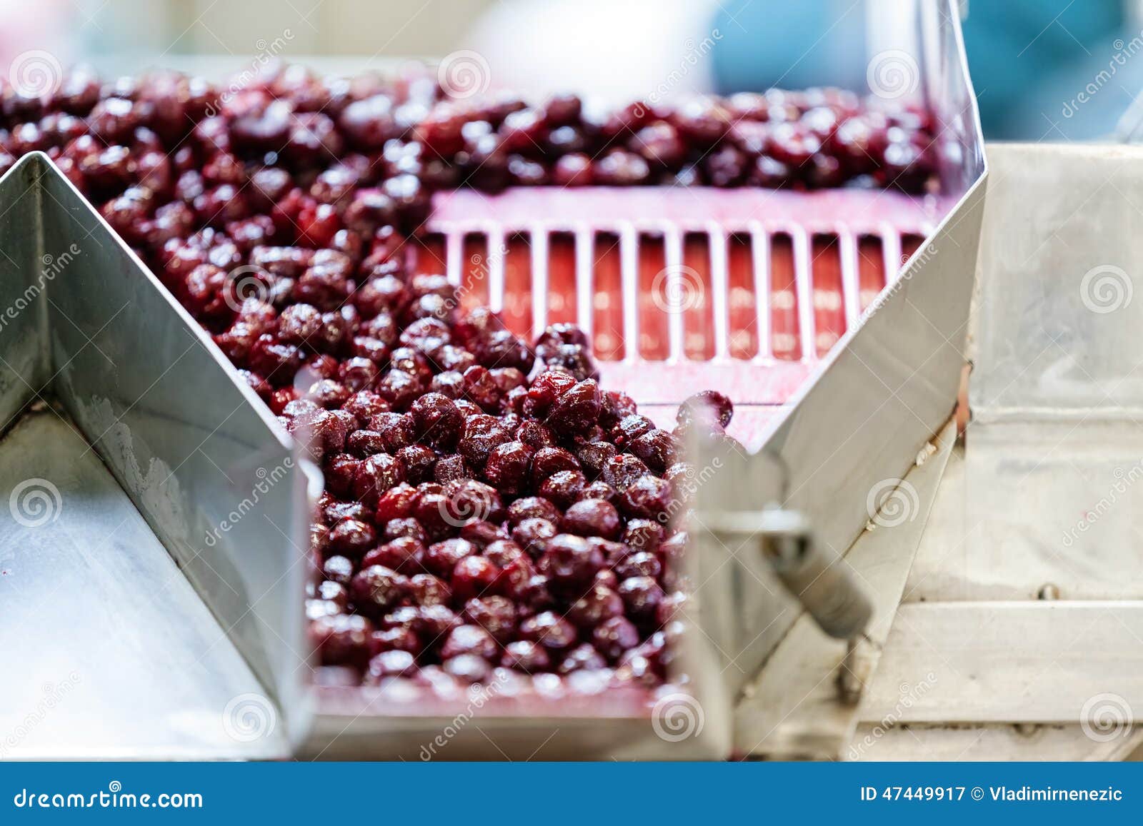Sour Cherries in Processing Machines Stock Image - Image of closeup ...