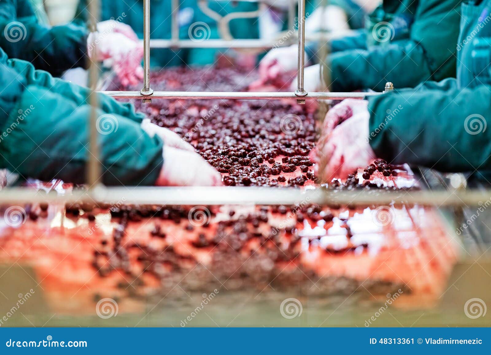 Sour Cherries in Processing Machines Stock Image - Image of fruit ...