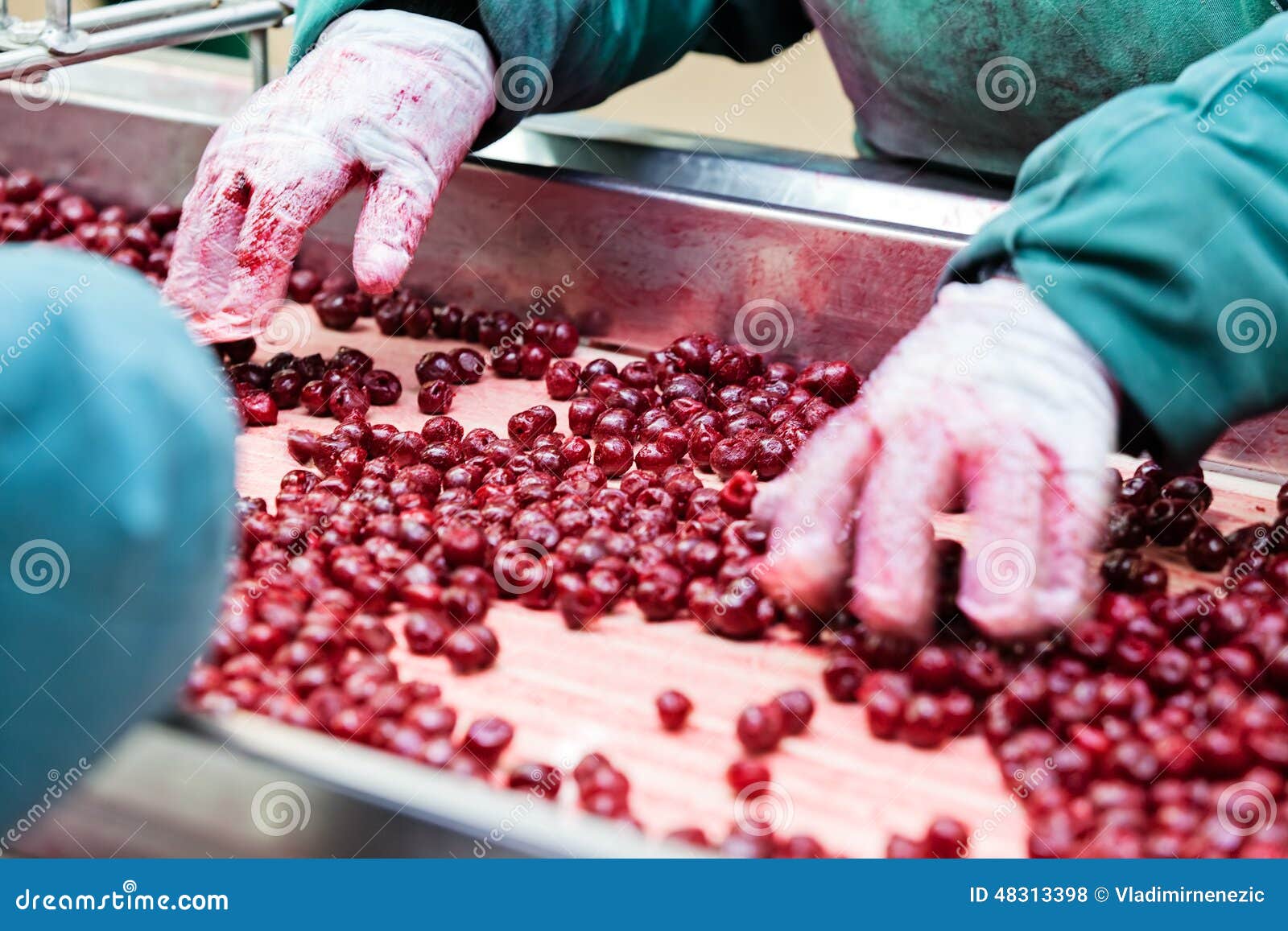 Sour Cherries in Processing Machines Stock Photo - Image of industrial ...