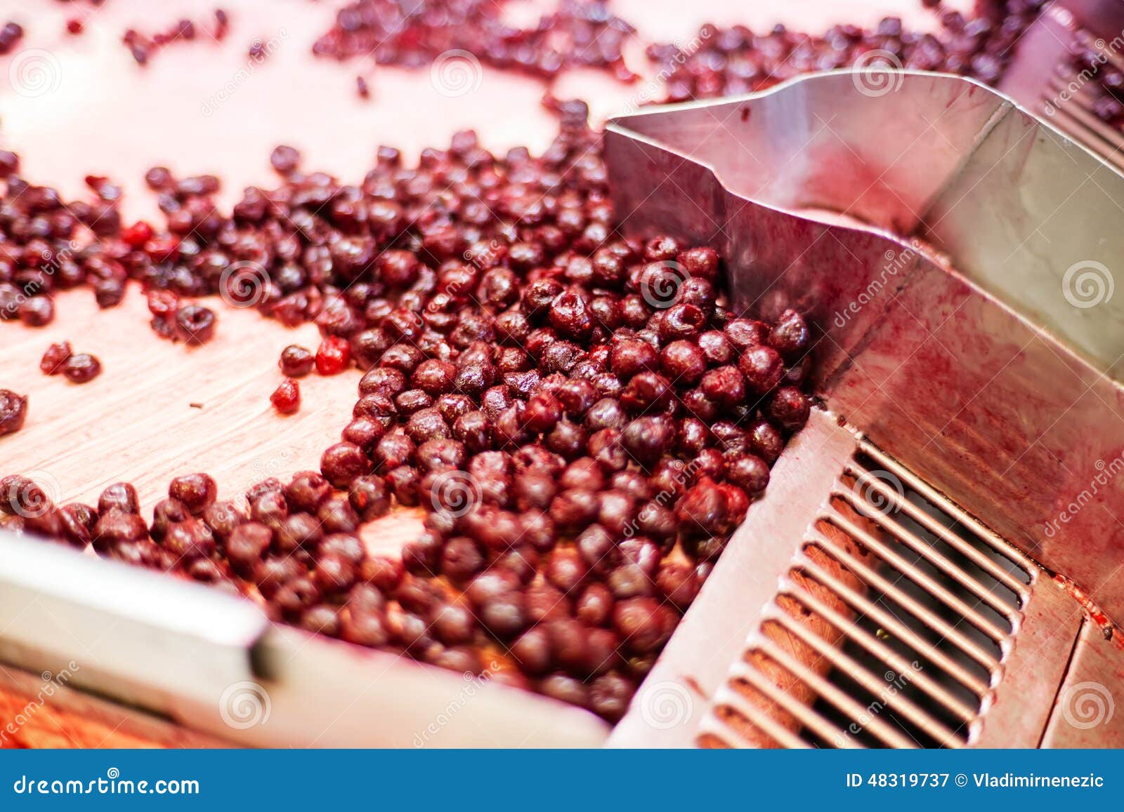 Sour Cherries in Processing Machines Stock Image - Image of nature ...