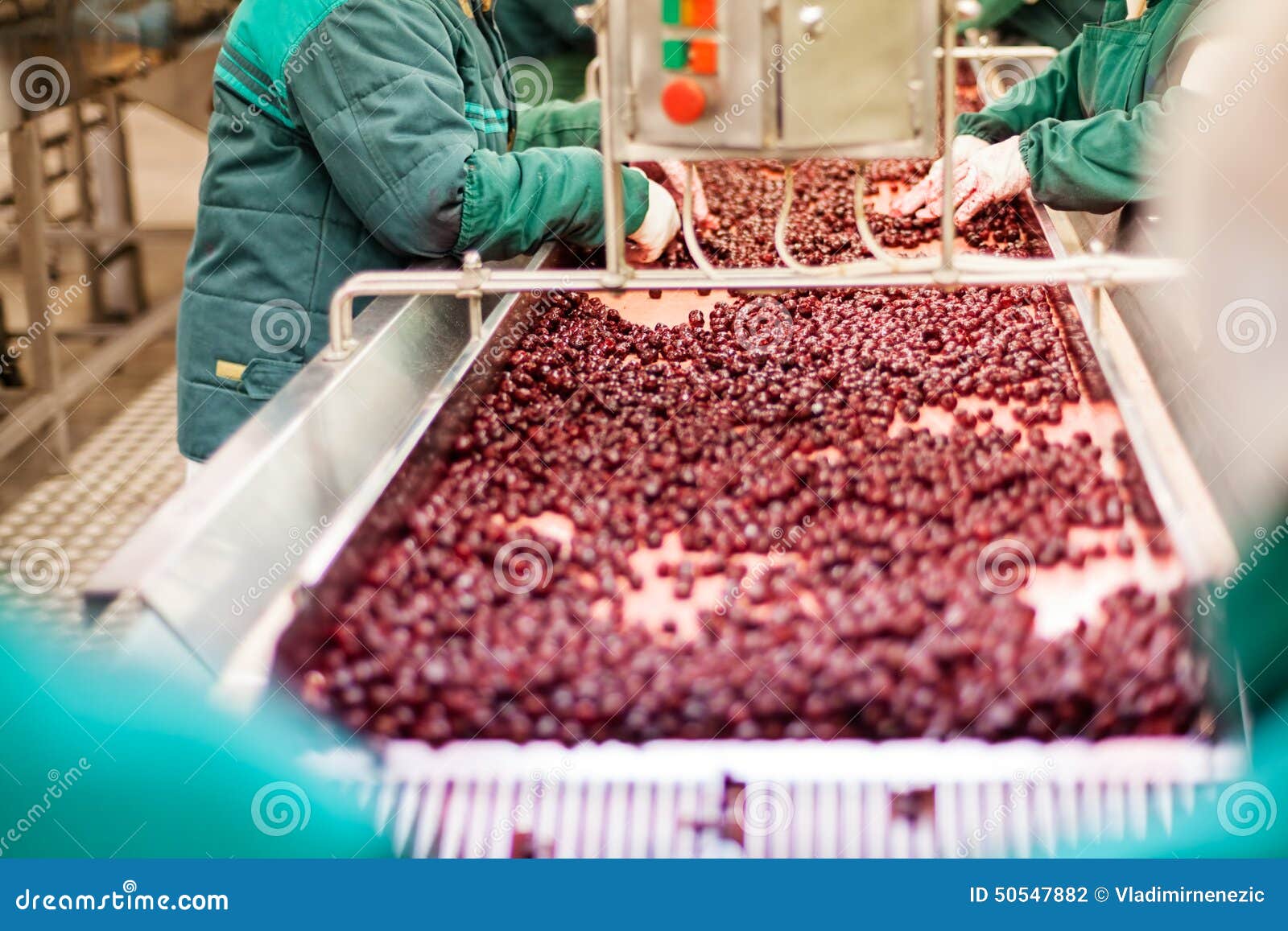Sour Cherries in Processing Machines Stock Photo - Image of color ...