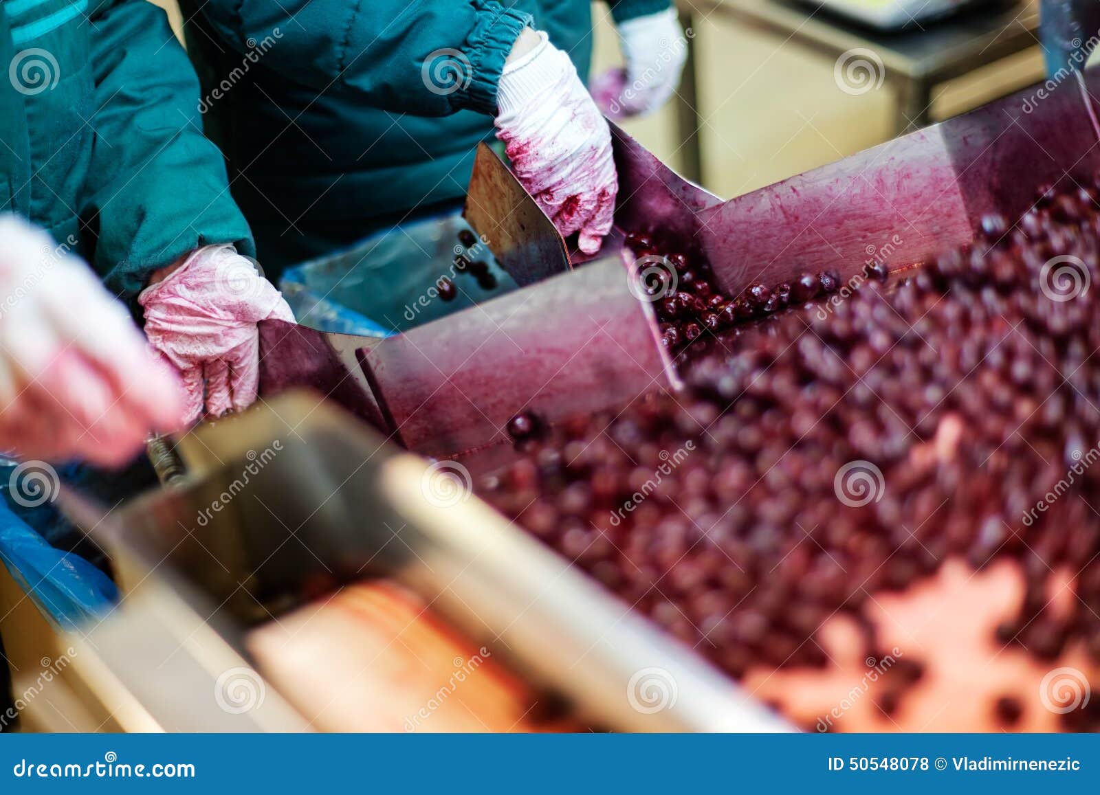 Sour Cherries in Processing Machines Stock Photo - Image of group ...