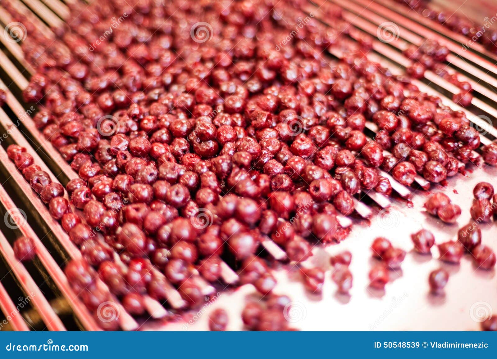 Sour Cherries in Processing Machines Stock Image - Image of macro ...