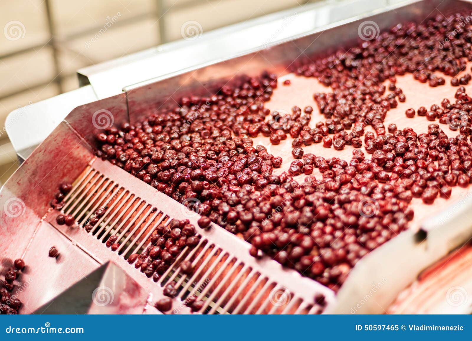 Sour Cherries in Processing Machines Stock Image - Image of group ...