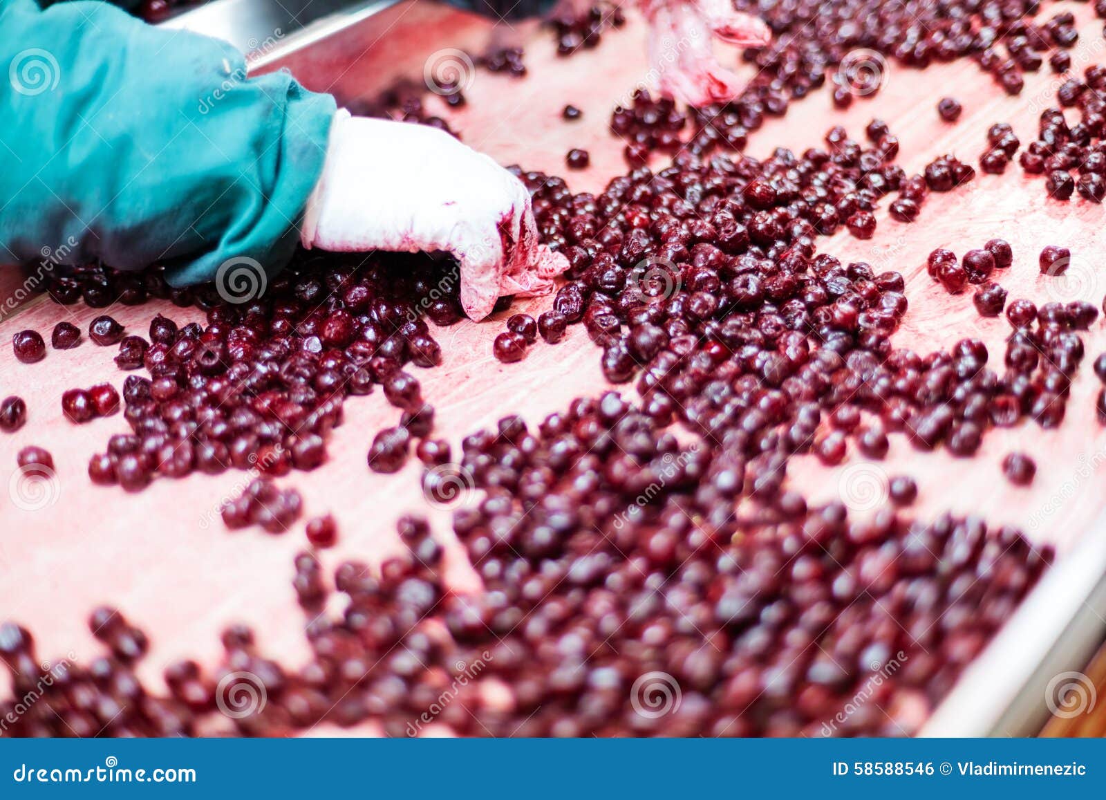 Sour Cherries in Processing Machines Stock Photo - Image of plant, manufacturing: 58588546