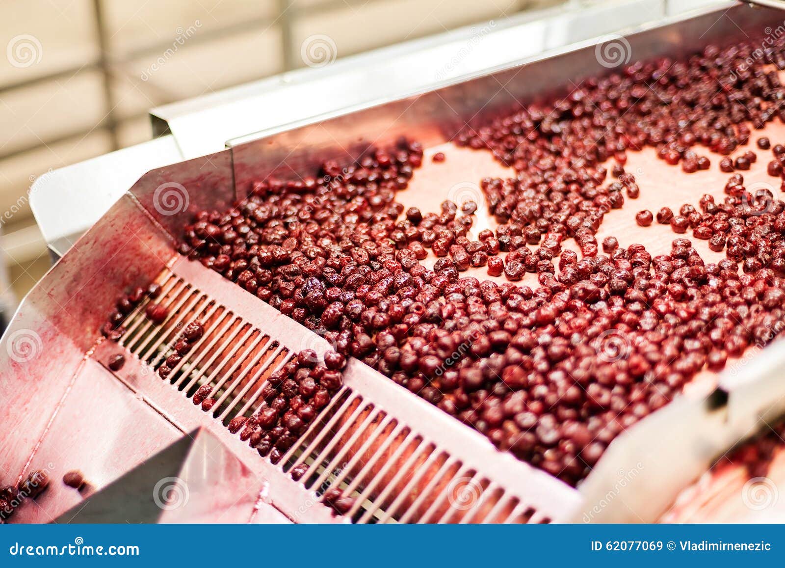 Sour Cherries in Processing Machines Stock Image - Image of frost, food ...