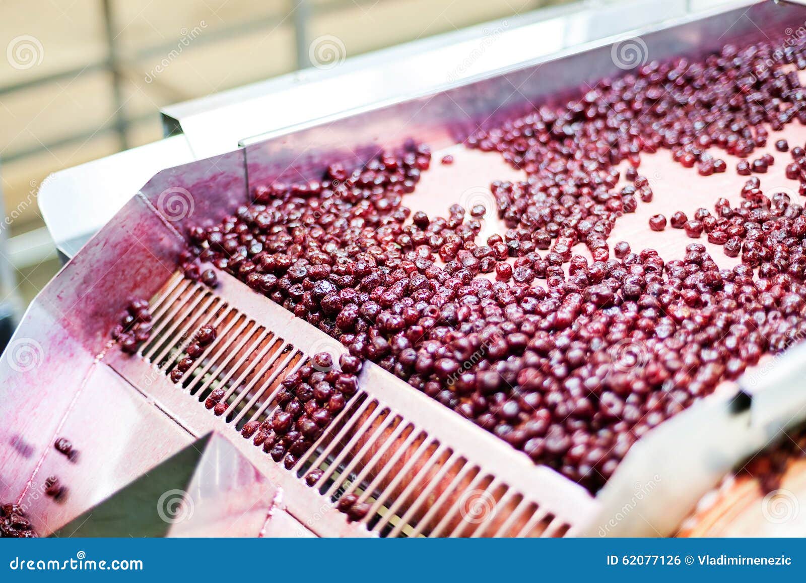 Sour Cherries in Processing Machines Stock Photo - Image of premium ...