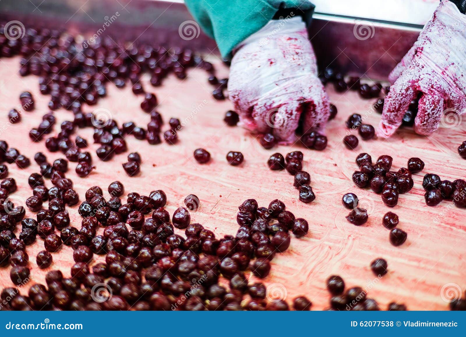 Sour Cherries in Processing Machines Stock Photo - Image of fruit ...