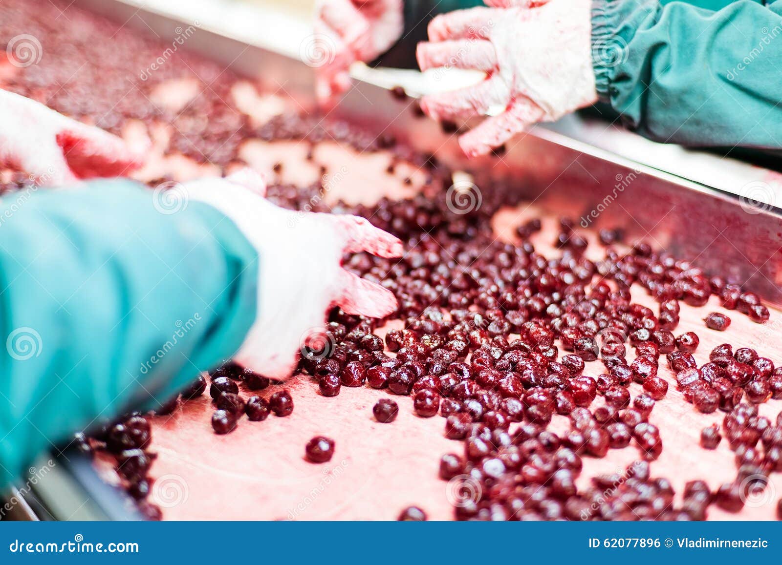 Sour Cherries in Processing Machines Stock Photo - Image of freezer ...