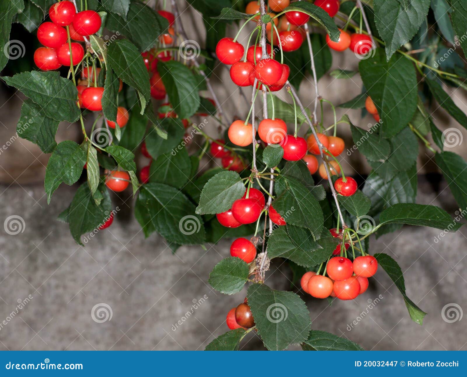 Prunus Cerasus Branches With Ripening Red Edible Sour Fruits, Sour ...