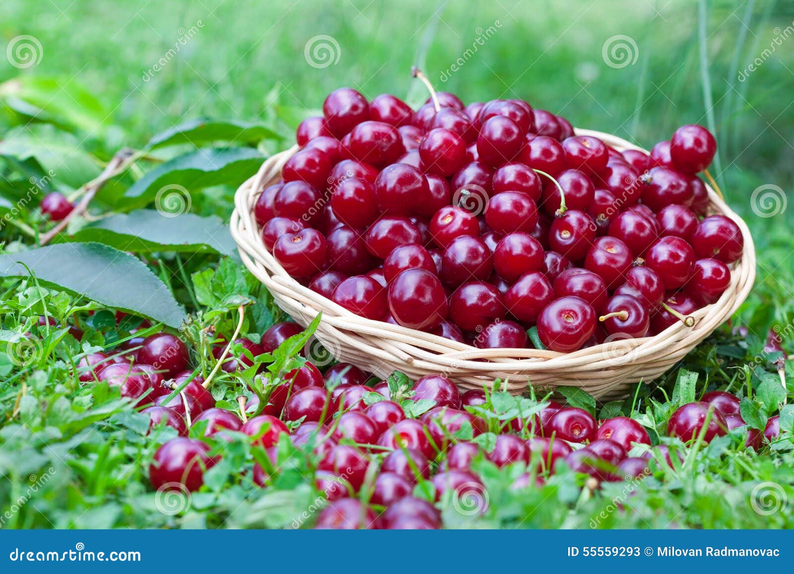 Sour Cherries in Summer Time Stock Image - Image of berry, time: 55559293