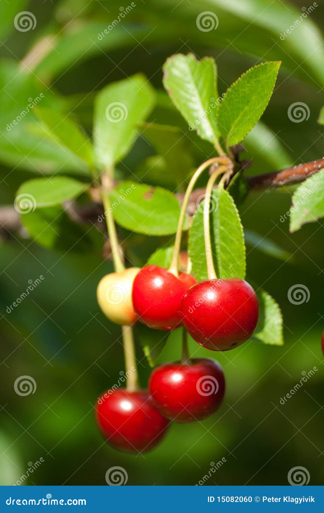 Sour cherry stock photo. Image of food, object, branch - 15082060