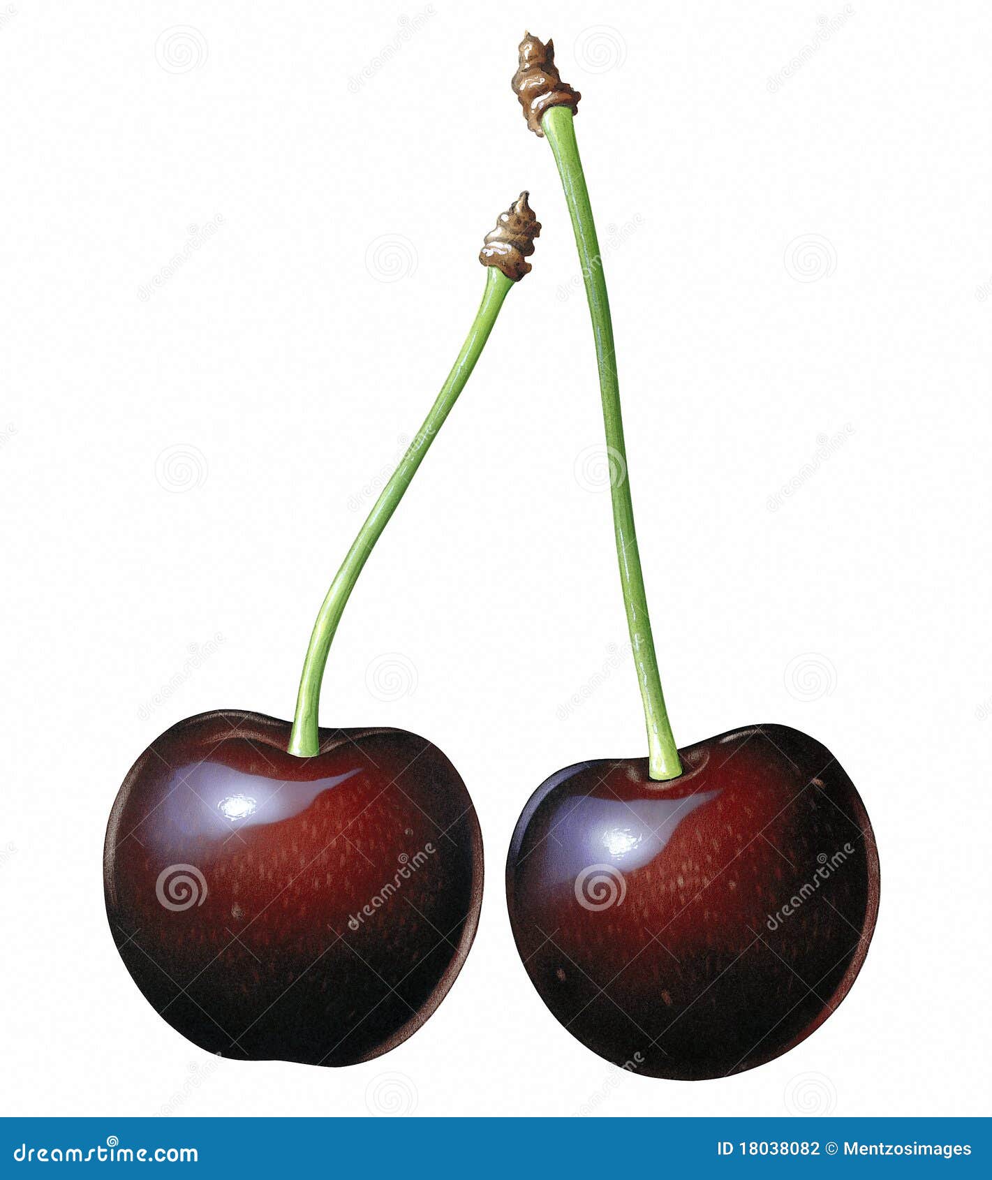 Sour Cherry stock illustration. Illustration of artwork - 18038082