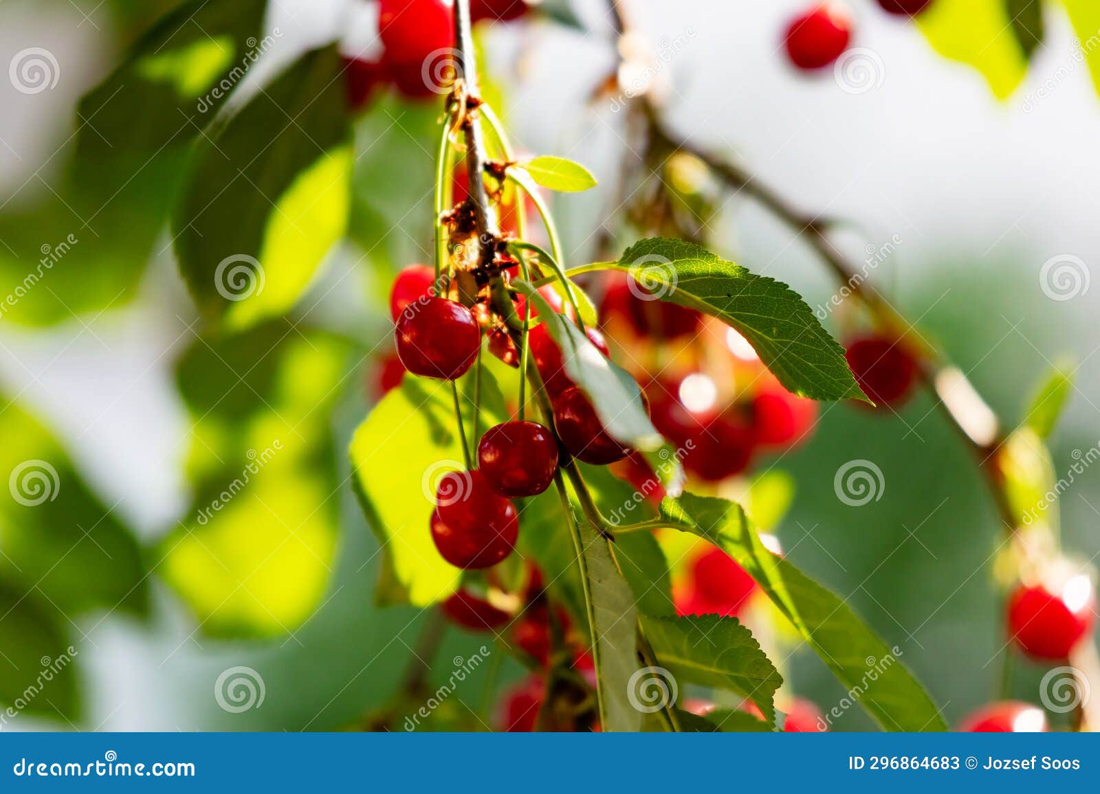 Sour Cherry And Cherries Fruit And Vegetables Plant And Plants Stock