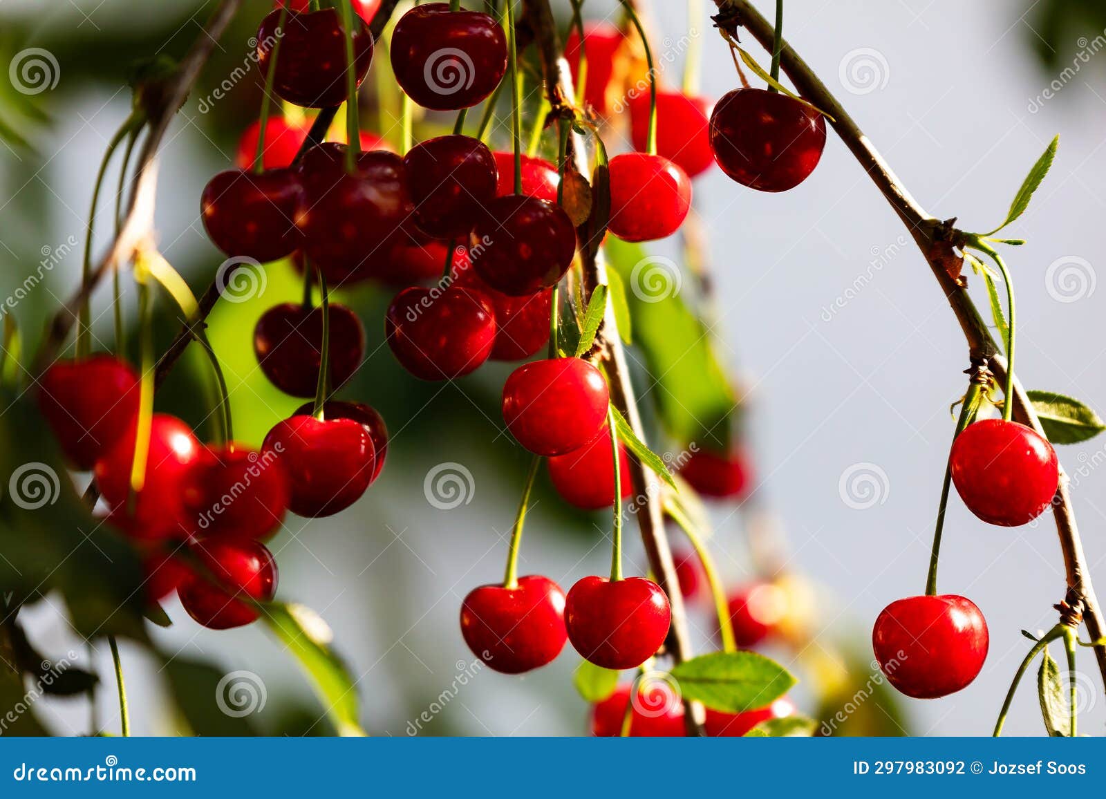 Sour Cherry And Cherries Fruit And Vegetables Plant And Plants Stock