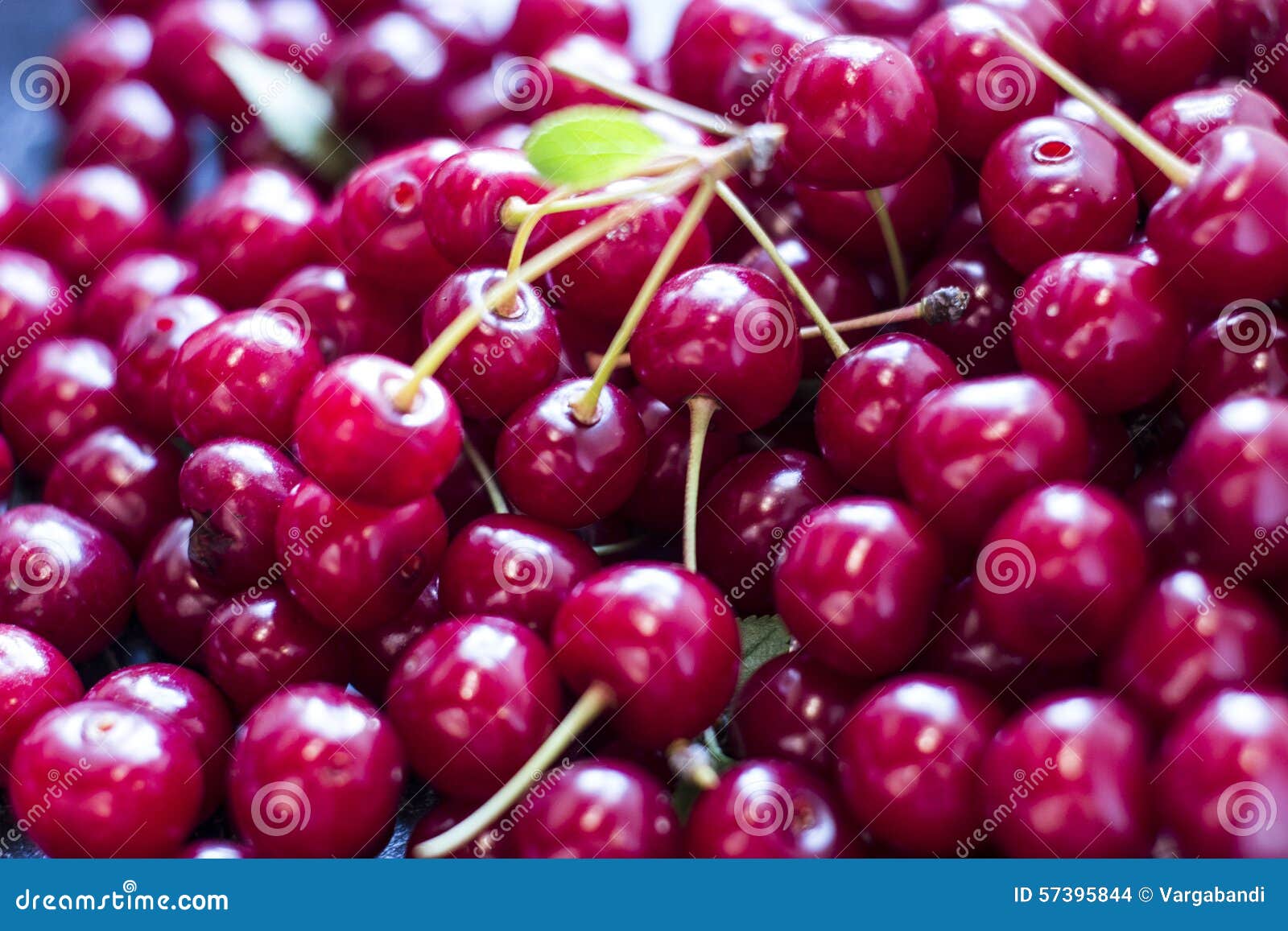 Sour cherry stock photo. Image of sour, agriculture, food - 57395844