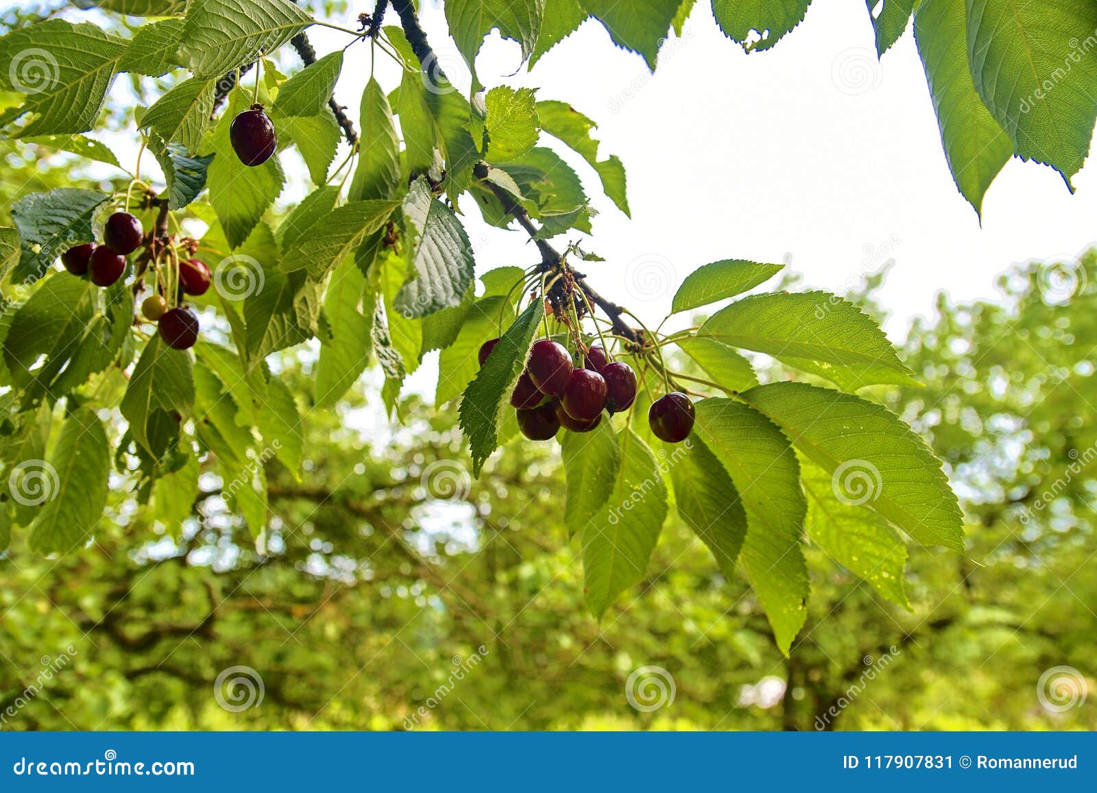 Sour Cherry Fruits Hanging On Branch Sour Cherries With Leaf Stock