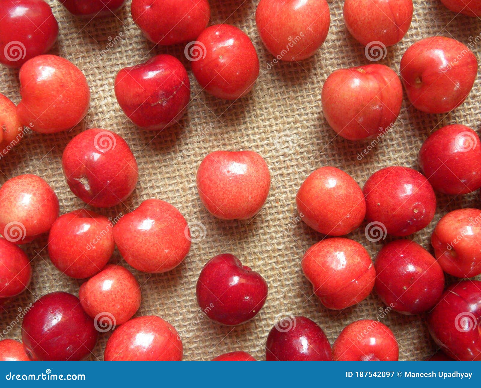 Sour Cherry without stem stock image. Image of delicious - 187542097