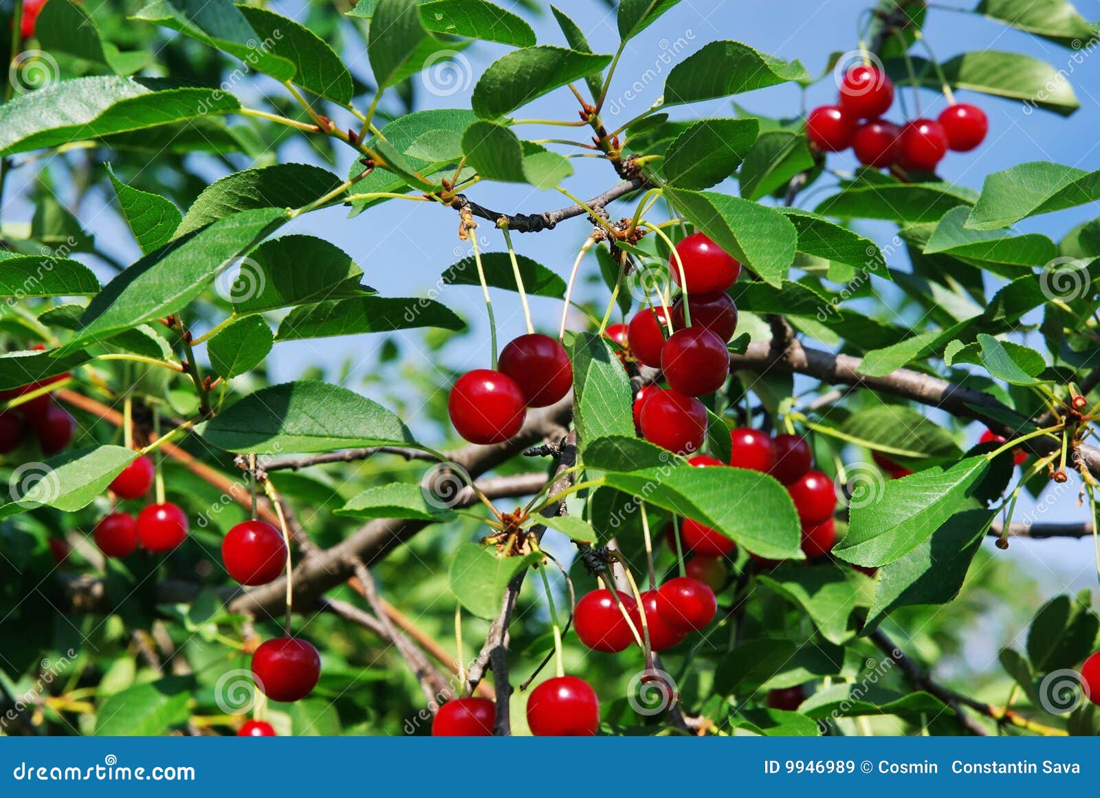 Sour Cherry Pie With Pretty Lattice Top Royalty-Free Stock Photo ...