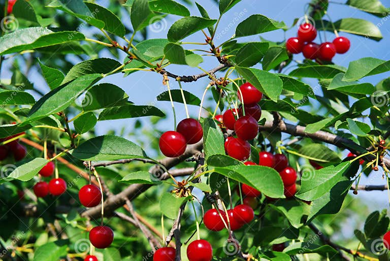 Sour cherry tree stock image. Image of eating, drops, nature - 9946989