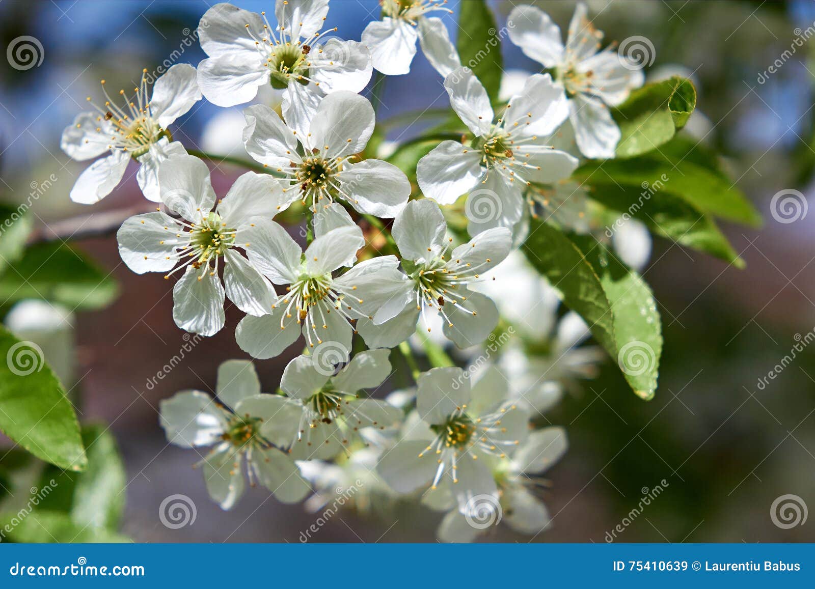 Sour Cherry Tree Flowers in Spring Stock Image - Image of tree, sour ...