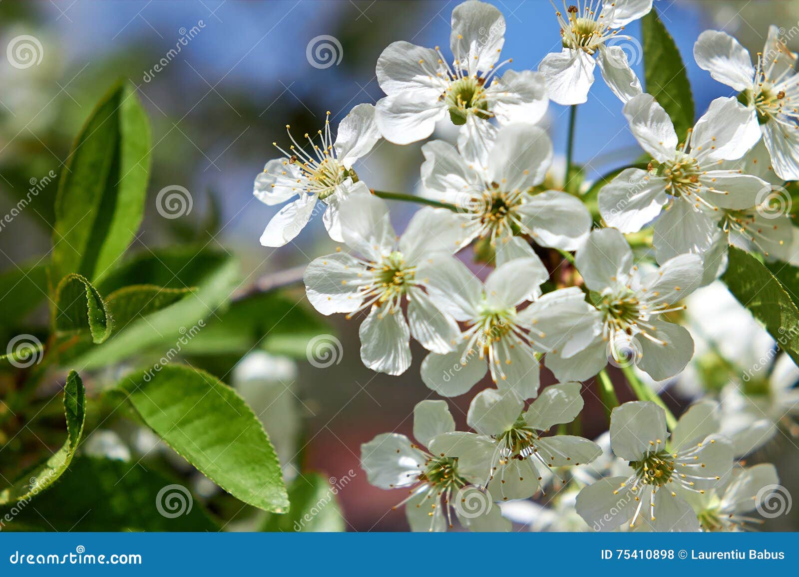 Sour Cherry Tree Flowers in Spring Stock Photo - Image of details, tree ...