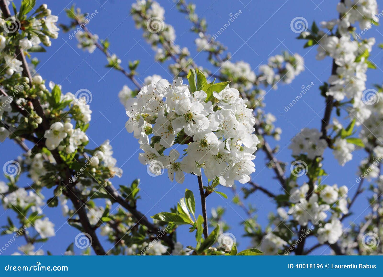 Sour Cherry Tree Flowers in Spring Stock Photo - Image of spring ...