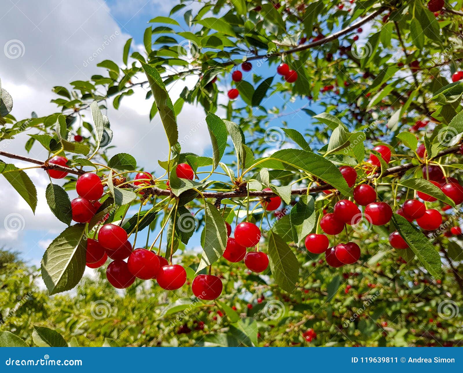 Sour Cherry Tree stock image. Image of cherry, sour - 119639811
