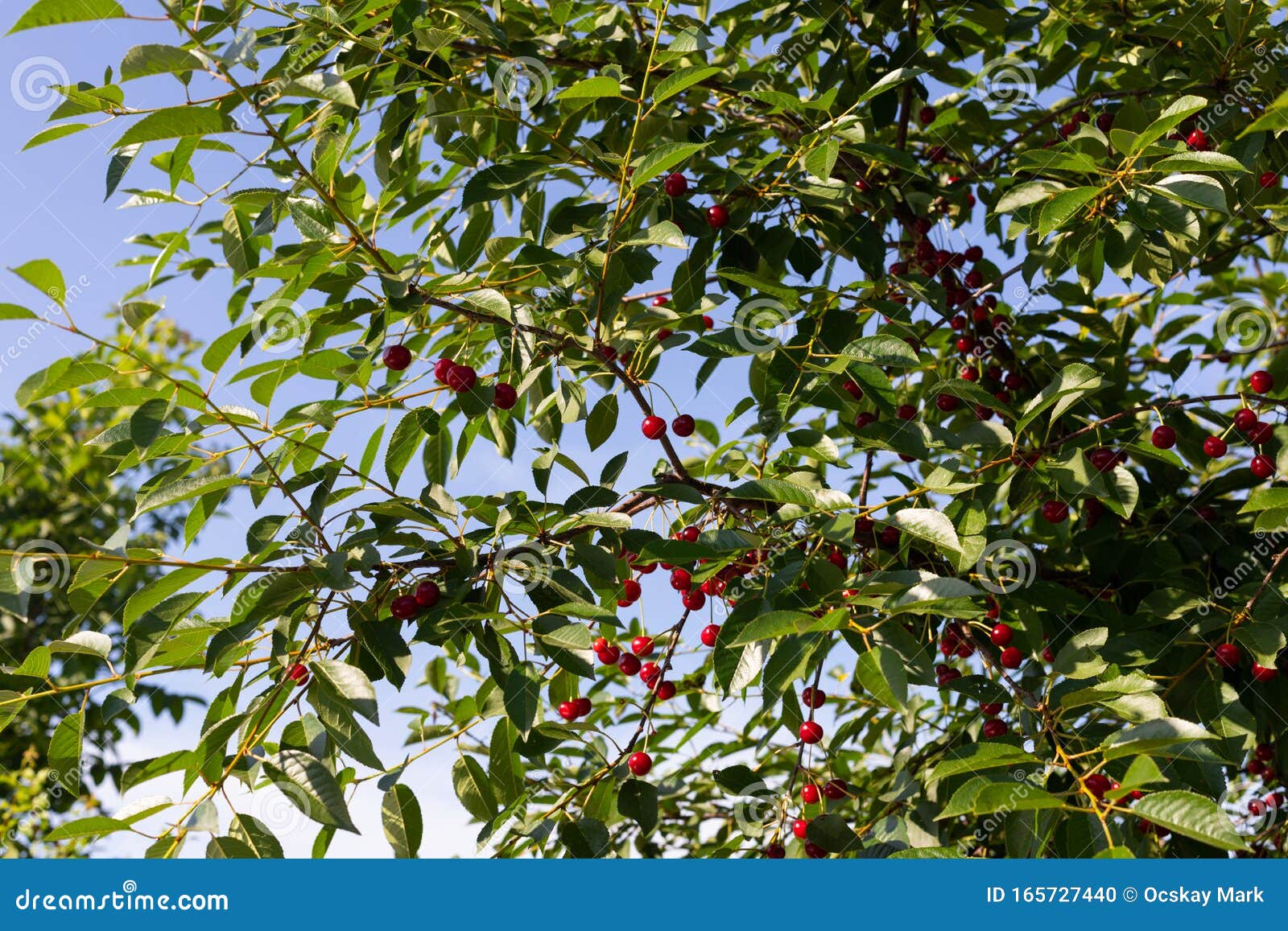 Sour cherry tree stock photo. Image of berry, healthy - 165727440