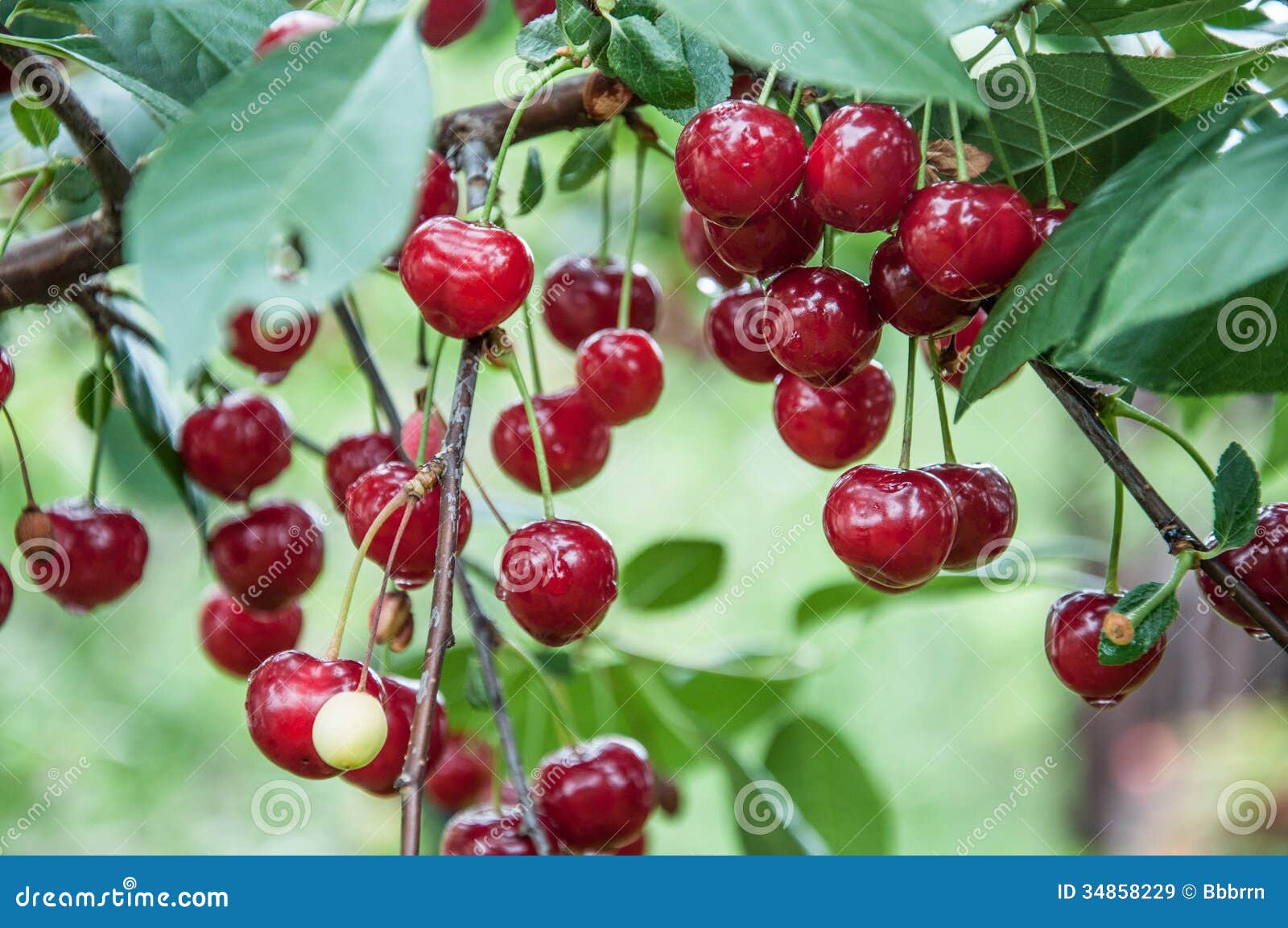 Sour cherry tree stock image. Image of organic, group - 34858229
